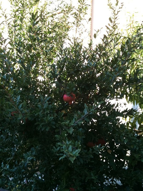 Il melograno, pianta arbustiva – VerdeBlog