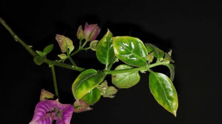 Bouganville: consigli di giardinaggio, domande e risposte sulla pianta ...