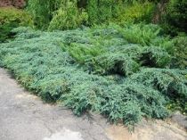 Ginepro verde azzurro (juniperus) - VerdeBlog